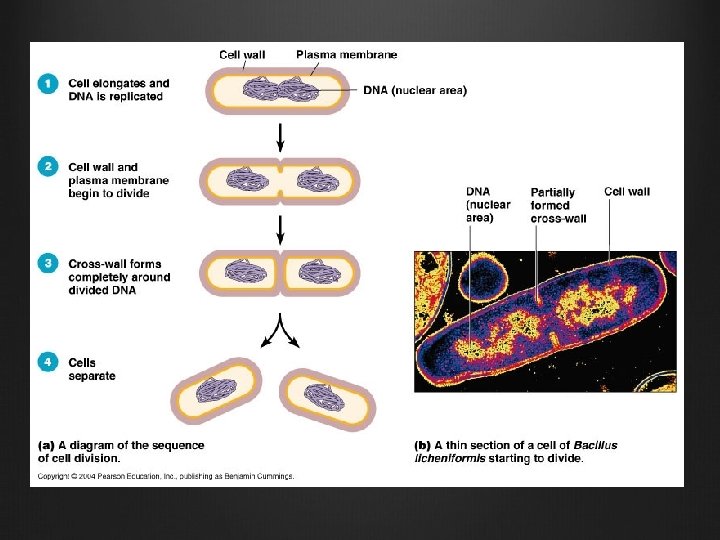 1 4 Asexual Reproduction Bacteria Protists Fungi and