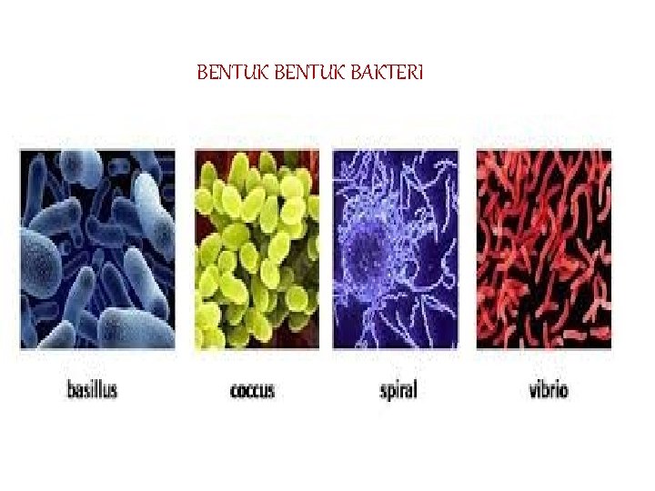 MATERI KULIAH MIKROBIOLOGI KLASIFIKASI BAKTERI STRUTUR BAKTERI METABOLISME