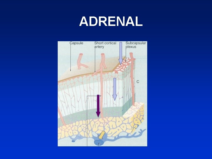 Patologia da Adrenal ADRENAL ADRENAL ADRENAL ADRENAL ADRENAL