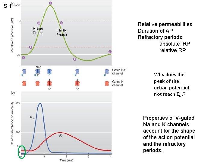 6 October 2010 Section B Action Potentials Section