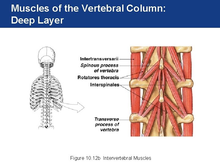 Chapter Lecture Chapter 10 1 Lecture HUMAN ANATOMY