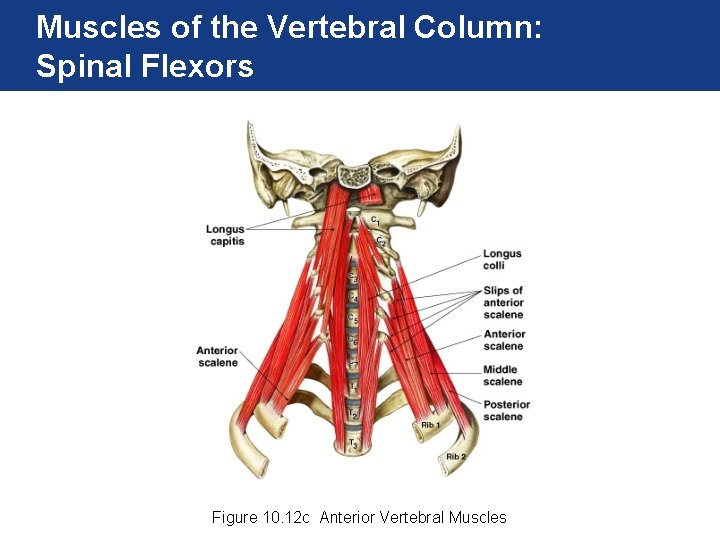 Chapter Lecture Chapter 10 1 Lecture HUMAN ANATOMY