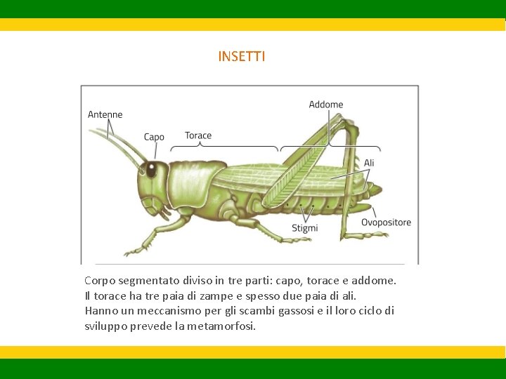 ARTROPODI oltre un milione di specie circa 1018