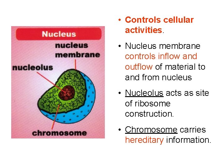 Cell Structure and Function All living things are