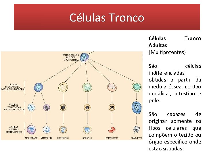 BIOTECNOLOGIA O que Tecnologia atravs da Biologia Manipulao