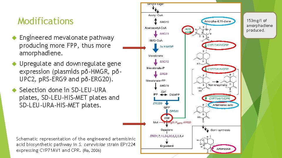 Production of an antimalarial drug in engineered S