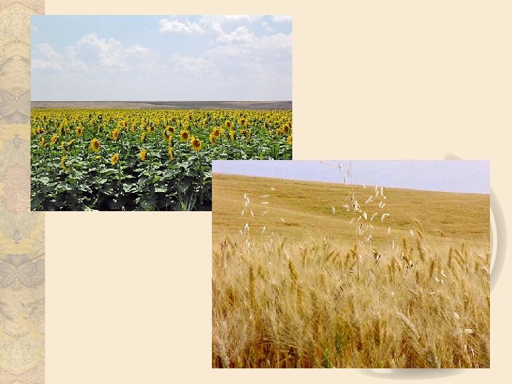 World Biomes Temperate Grasslands Climate Semiarid continental climates