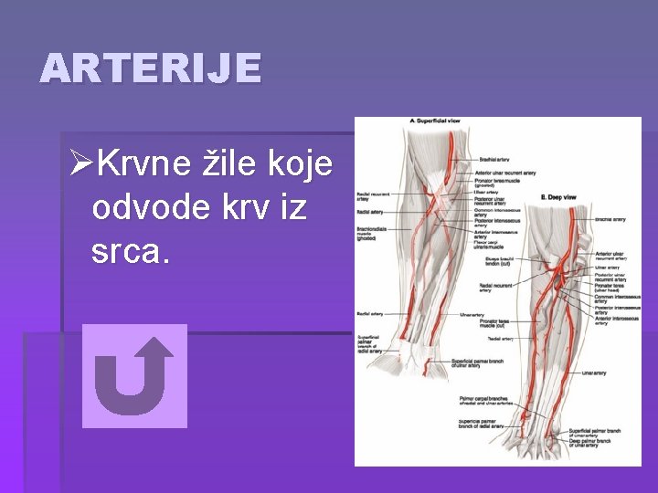 POJMOVNIK Biologija 8 razred Daa Pokupec i Helena