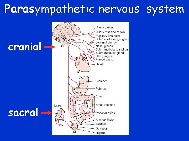 Learning Objectives Describe the anatomical differences between the