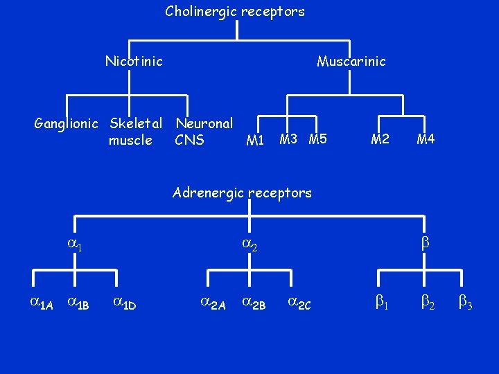 Learning Objectives Describe the anatomical differences between the