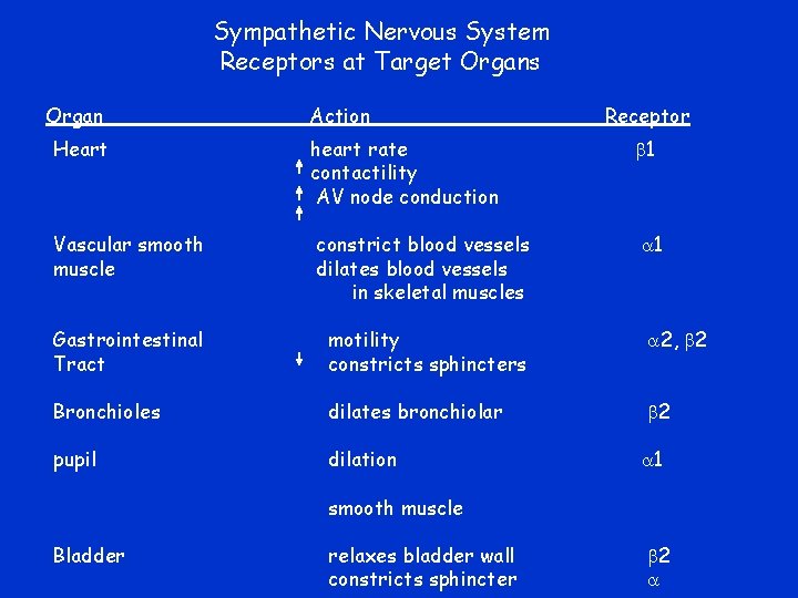 Learning Objectives Describe the anatomical differences between the