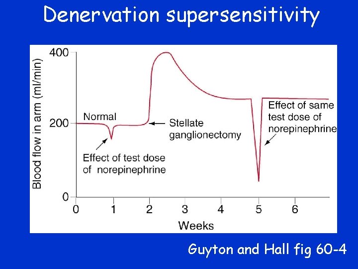 Learning Objectives Describe the anatomical differences between the