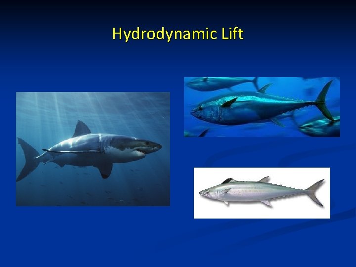 Anatomy Physiology and Ecology of Fishes I Biology