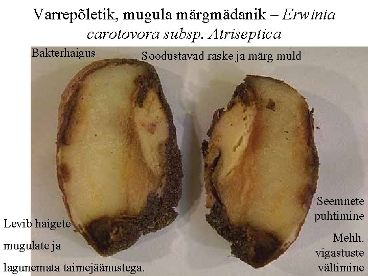 Kartuli haigused ja kahjurid Koostas Tairi Albert Kartulilehemdanik