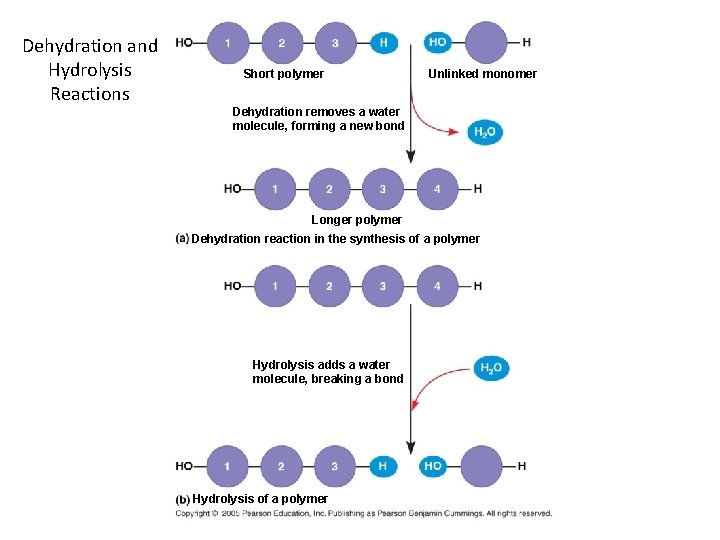 AP Biology Living Metabolism Part 1 Dehydration and