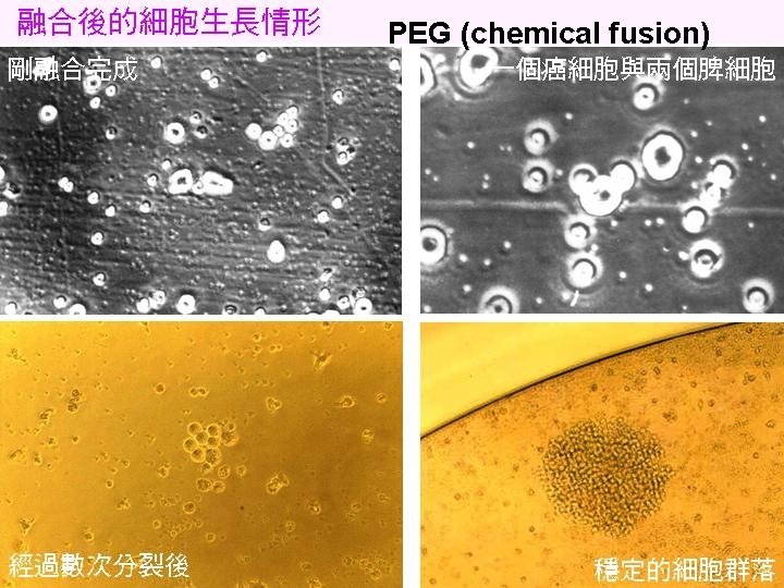DNA agarose Mc Donell 1977 Southern blot clone