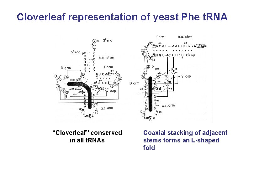 Patterns and principles of RNA structure can be