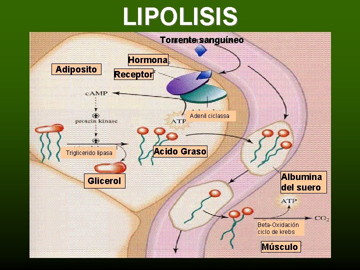 RUTAS METABOLICAS DE LOS LIPIDOS Depsitos corporales Tejido