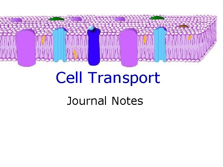 Cell Transport Journal Notes How do cells move