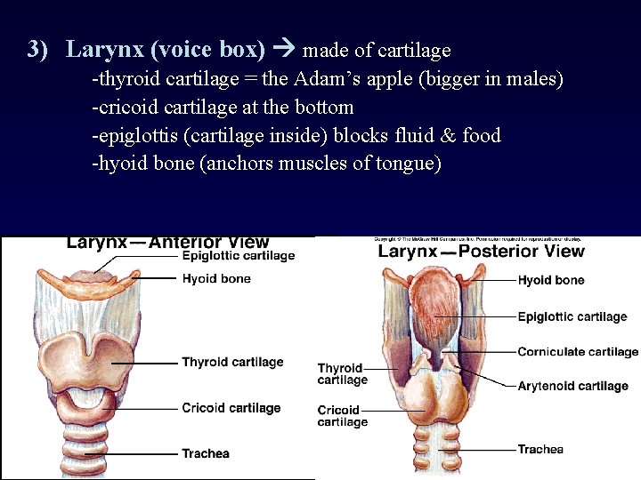 Respiratory System Chapter 16 LAB NOTES Record your