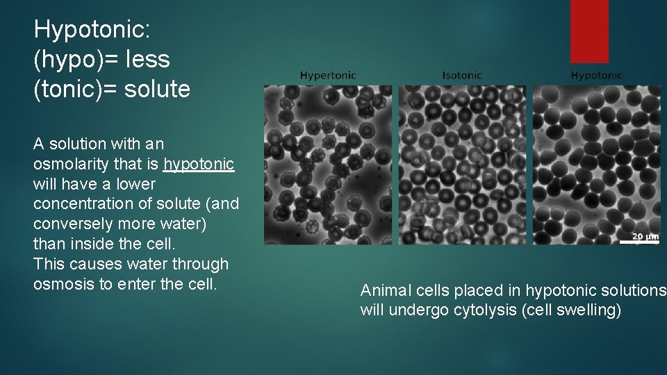 Osmolarity in the real world Osmolarity the concentration