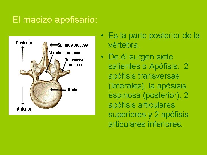 FUNDAMENTOS BIOLGICOS Tema 2 Osteologa Humana El aparato