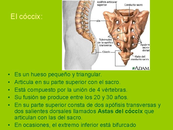 FUNDAMENTOS BIOLGICOS Tema 2 Osteologa Humana El aparato