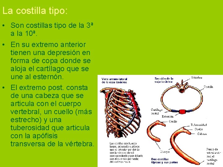 FUNDAMENTOS BIOLGICOS Tema 2 Osteologa Humana El aparato