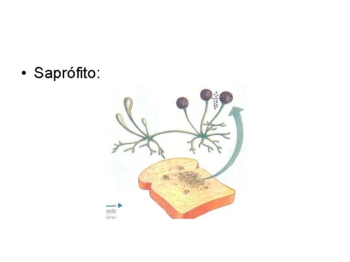 Prof Gleice Cristina REINO DOS FUNGOS 7 ano