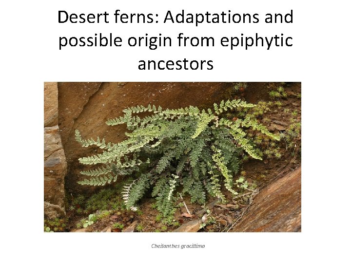 Desert ferns Adaptations and possible origin from epiphytic