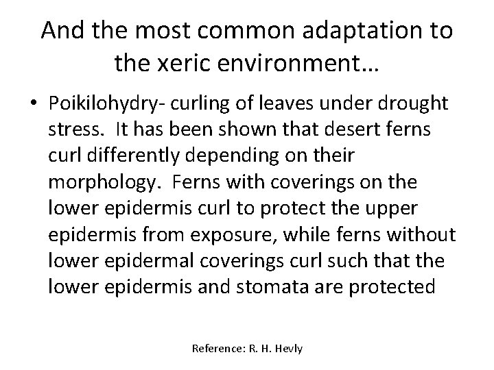 Desert ferns Adaptations and possible origin from epiphytic