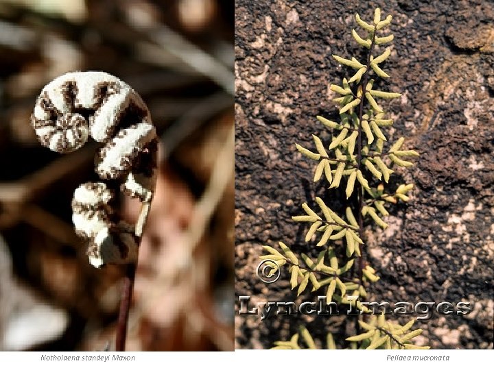Desert ferns Adaptations and possible origin from epiphytic