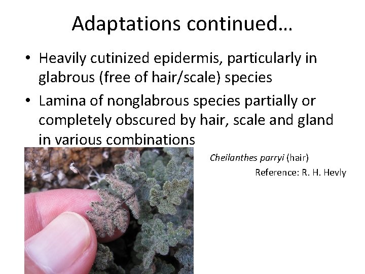 Desert ferns Adaptations and possible origin from epiphytic