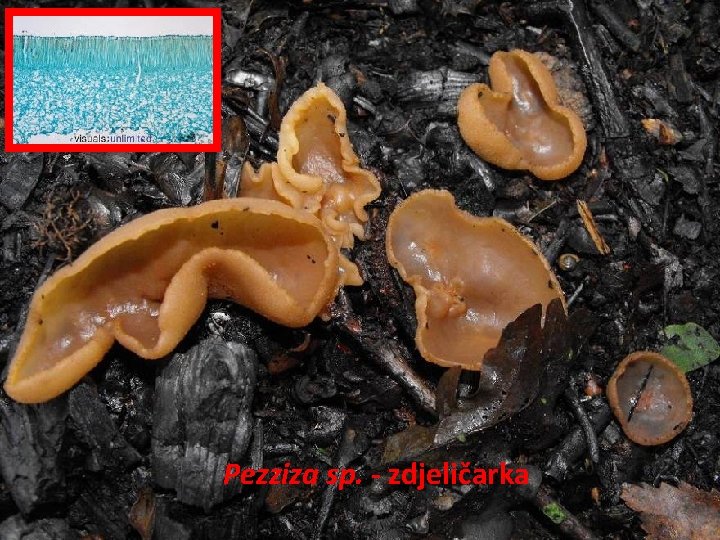 SISTEMATIKA I NOMENKLATURA BILJAKA GLJIVE MODROZELENE MRKE ALGE