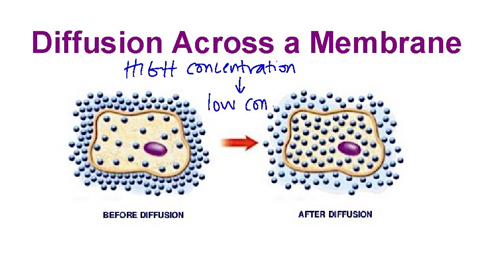 Movement Across Cell Membranes Grade 8 Science Ms