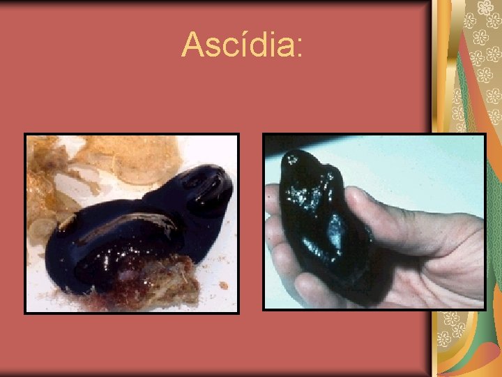 ZOOLOGIA Filo Chordata Protocordados Caractersticas So animais triblticos