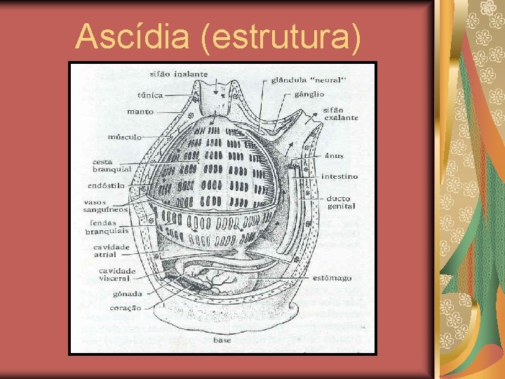 ZOOLOGIA Filo Chordata Protocordados Caractersticas So animais triblticos