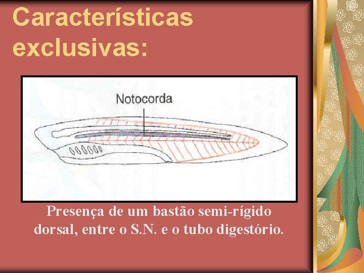ZOOLOGIA Filo Chordata Protocordados Caractersticas So animais triblticos