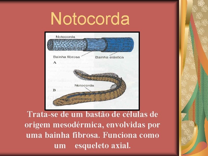 ZOOLOGIA Filo Chordata Protocordados Caractersticas So animais triblticos