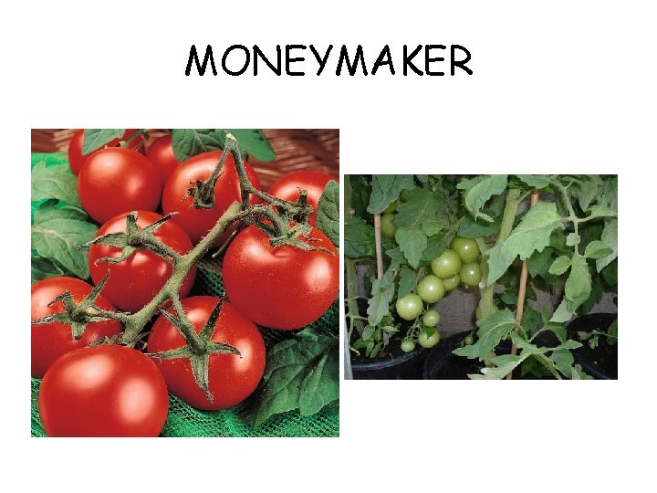 Tomato breeding Introduction Tomato is one of the