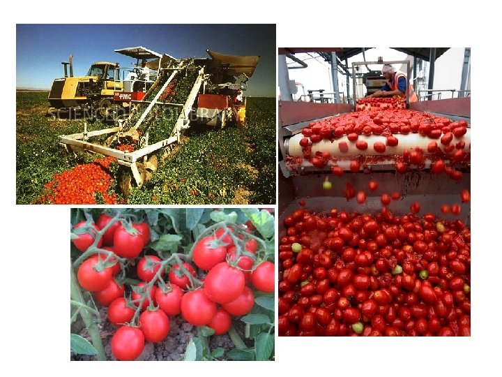 Tomato breeding Introduction Tomato is one of the