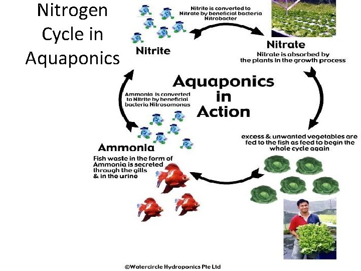 Aquaponics What is aquaponics A system that grows