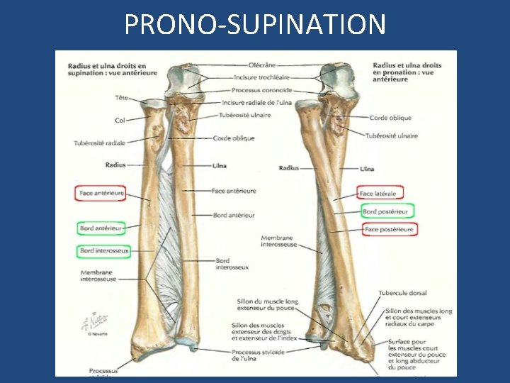 ANATOMIE ET FONCTION DU COUDE X NICOLAY ALS
