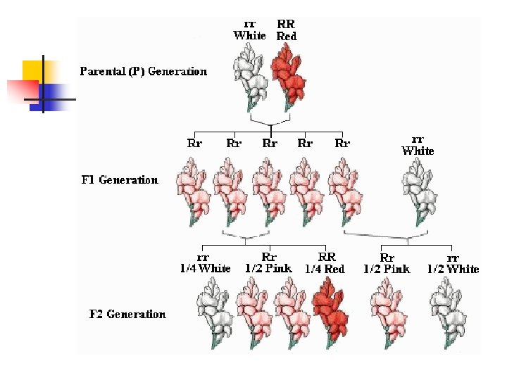INCOMPLETE DOMINANCE n With incomplete dominance a cross
