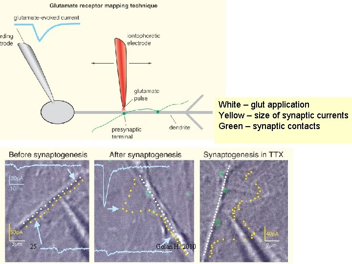 Synaptogenesis Illustrations from Development of the Nervous System