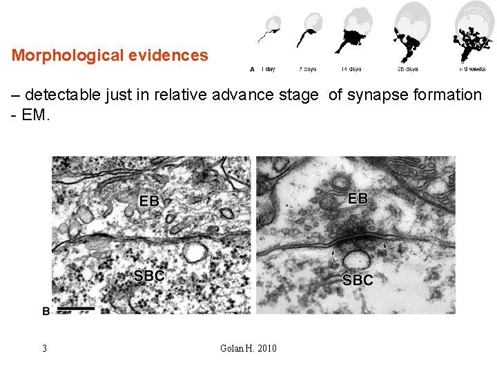 Synaptogenesis Illustrations from Development of the Nervous System