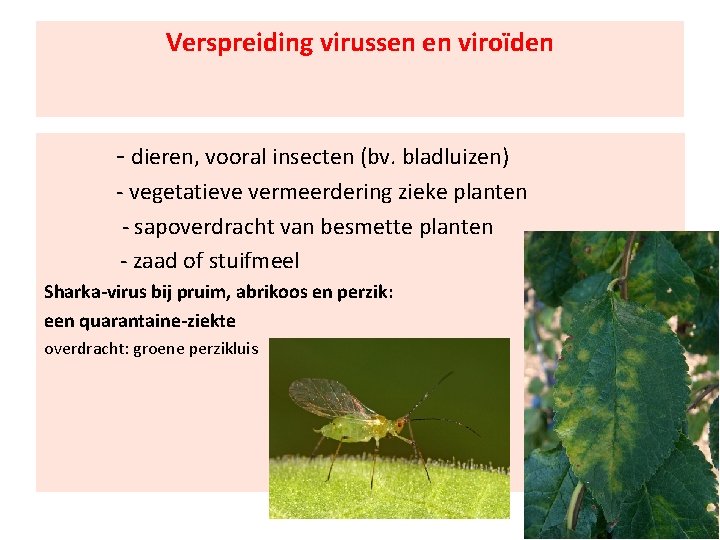 Ziekten en plagen in de tuin Kurt Becue