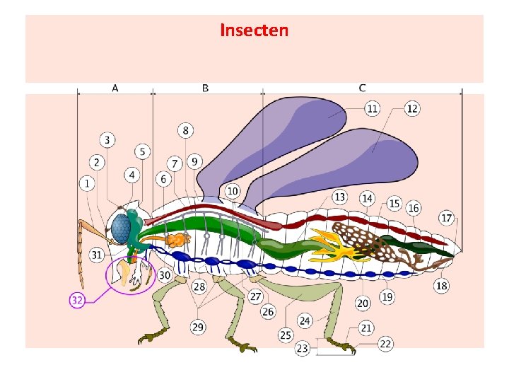 Ziekten en plagen in de tuin Kurt Becue