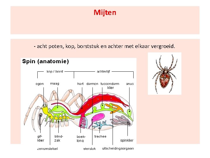 Ziekten en plagen in de tuin Kurt Becue
