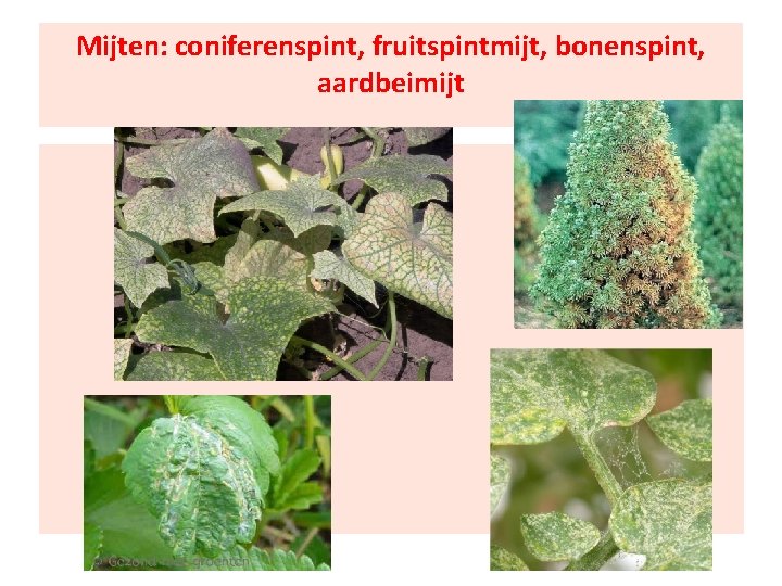 Ziekten en plagen in de tuin Kurt Becue